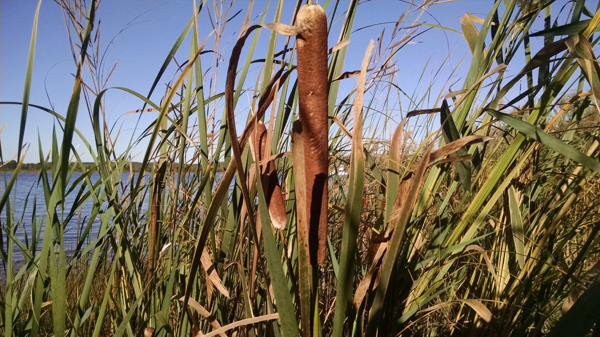National Trails Day Hike at Turtle Creek Preserve | Connecticut River ...